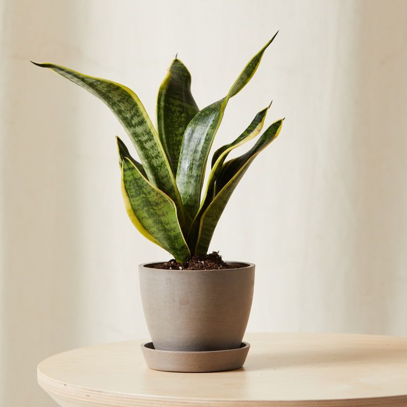 How to care for a snake plant: 5 expert tips | Homes and Gardens