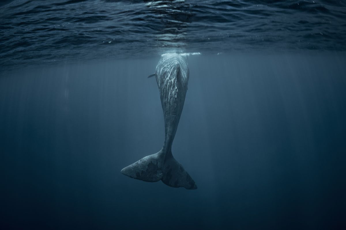 Does It Fart? 10 Fascinating Facts About Animal Toots | Live Science