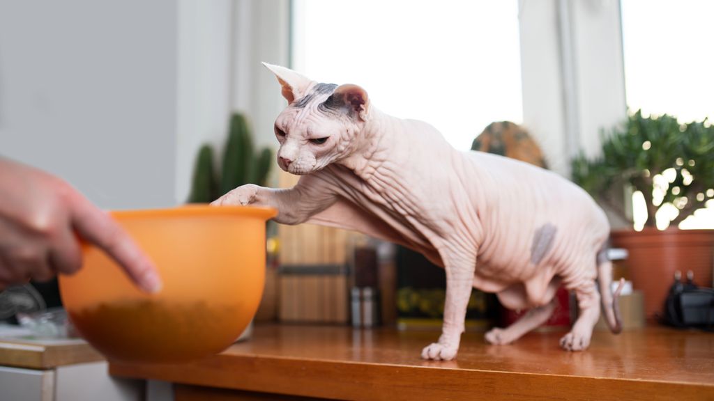 32 things you need to know about sphynx cats | PetsRadar