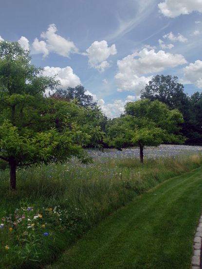 Tree landscaping ideas for planting a beautiful space | Livingetc