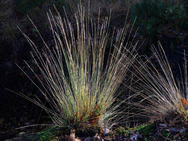 Moor Grass Care: Tips On Growing Ornamental Moor Grass | Gardening Know How
