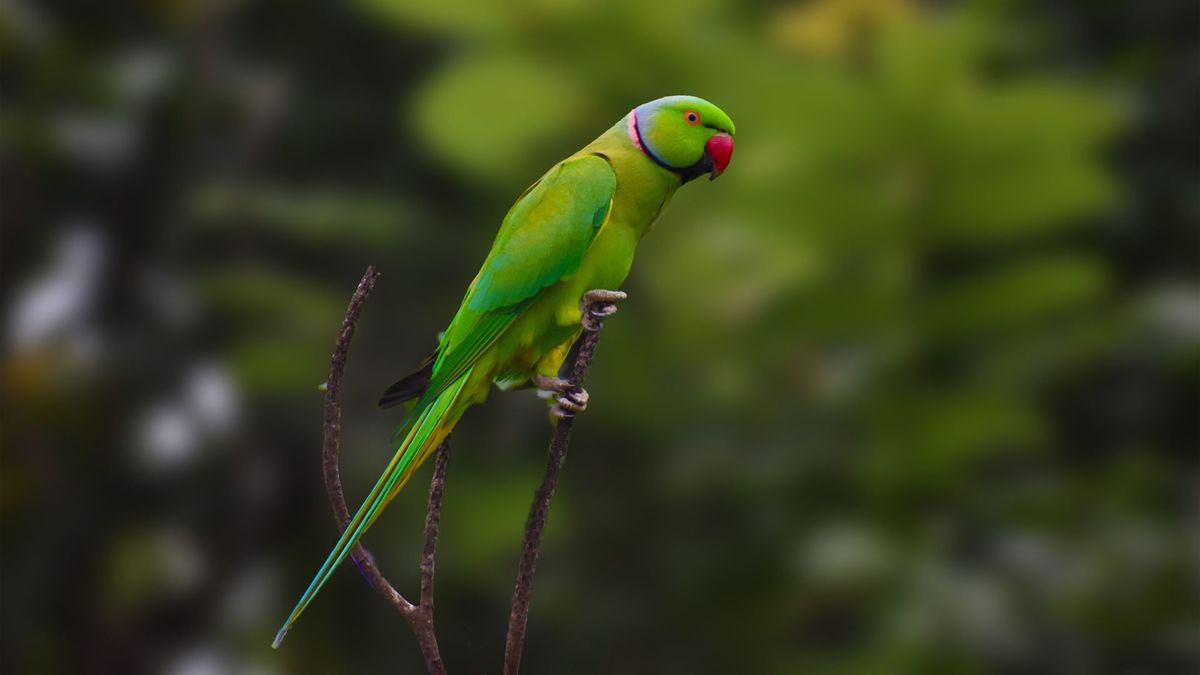 32 great pets that aren’t cats or dogs | PetsRadar