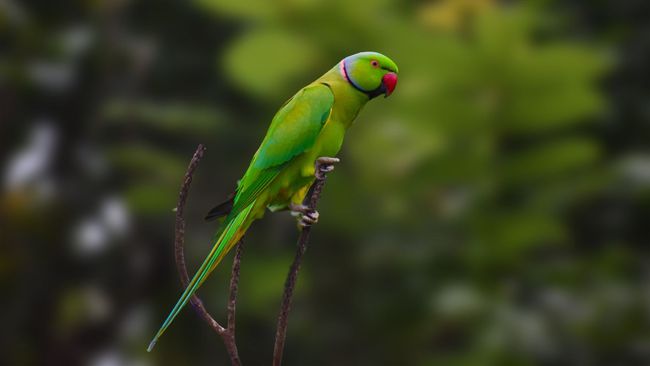 32 great pets that aren’t cats or dogs | PetsRadar