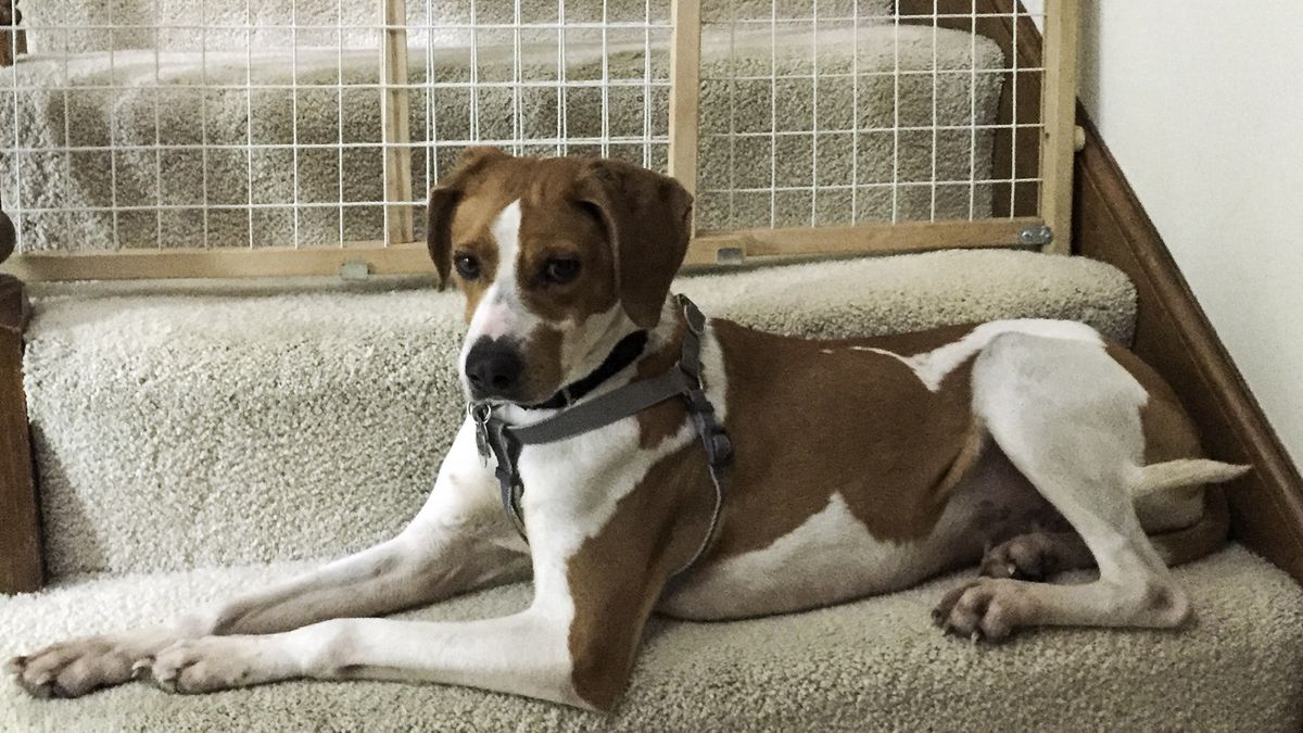 32 ways to be a responsible dog owner | PetsRadar