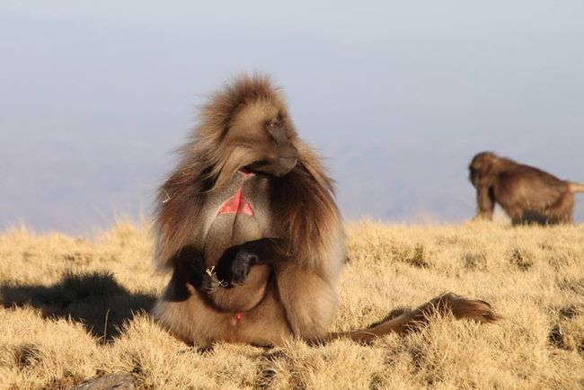Image Gallery: Cute Gelada Monkeys | Live Science