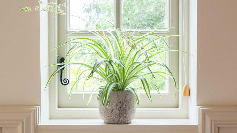 How to revive dried-out plants: to bring them back to life | Homes and ...