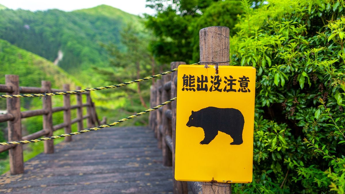 Bear linked to multiple attacks in Japan found dead alongside its final ...