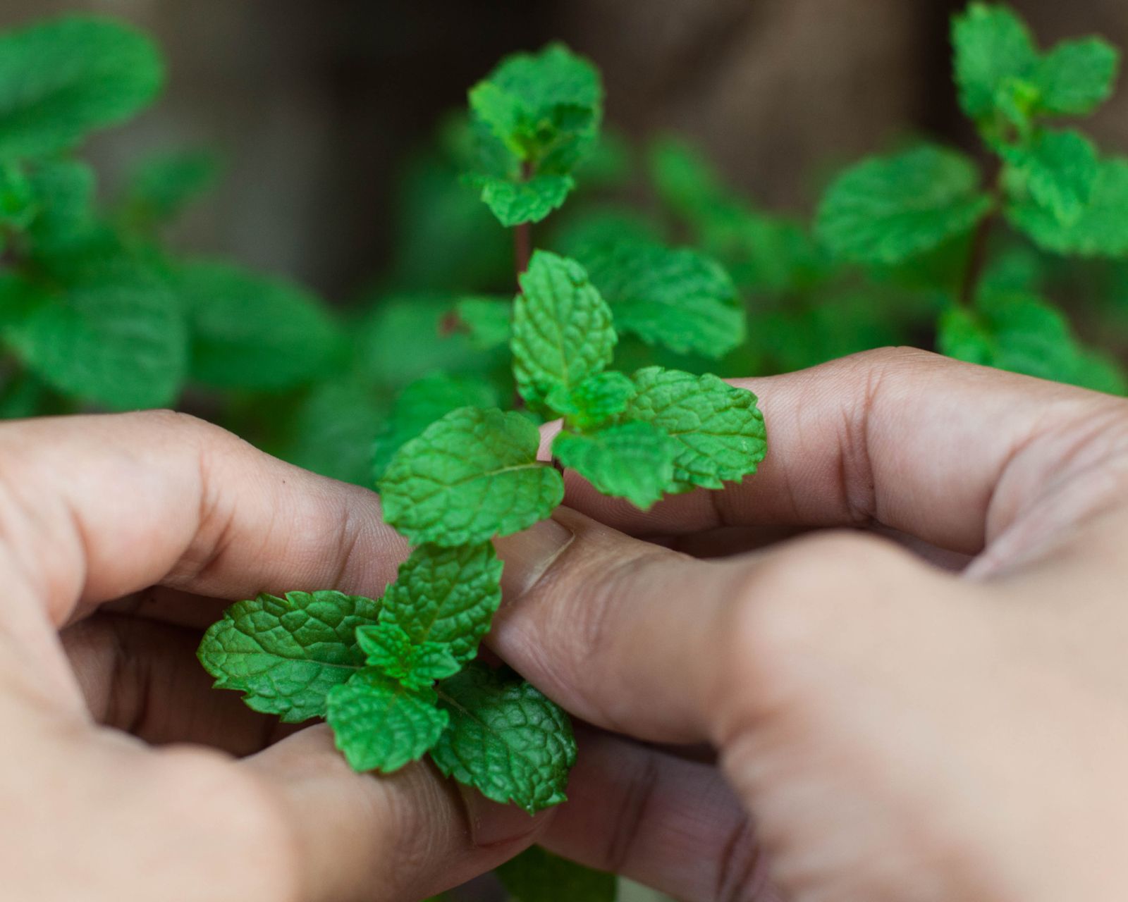 10 Groundhog-Resistant Plants to Protect Your Garden | Gardening Know How