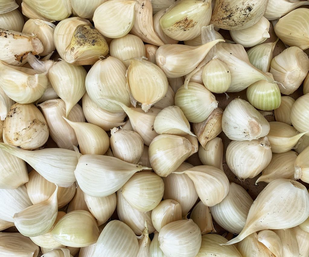 How to grow elephant garlic – expert tips for monster bulbs | Homes and ...