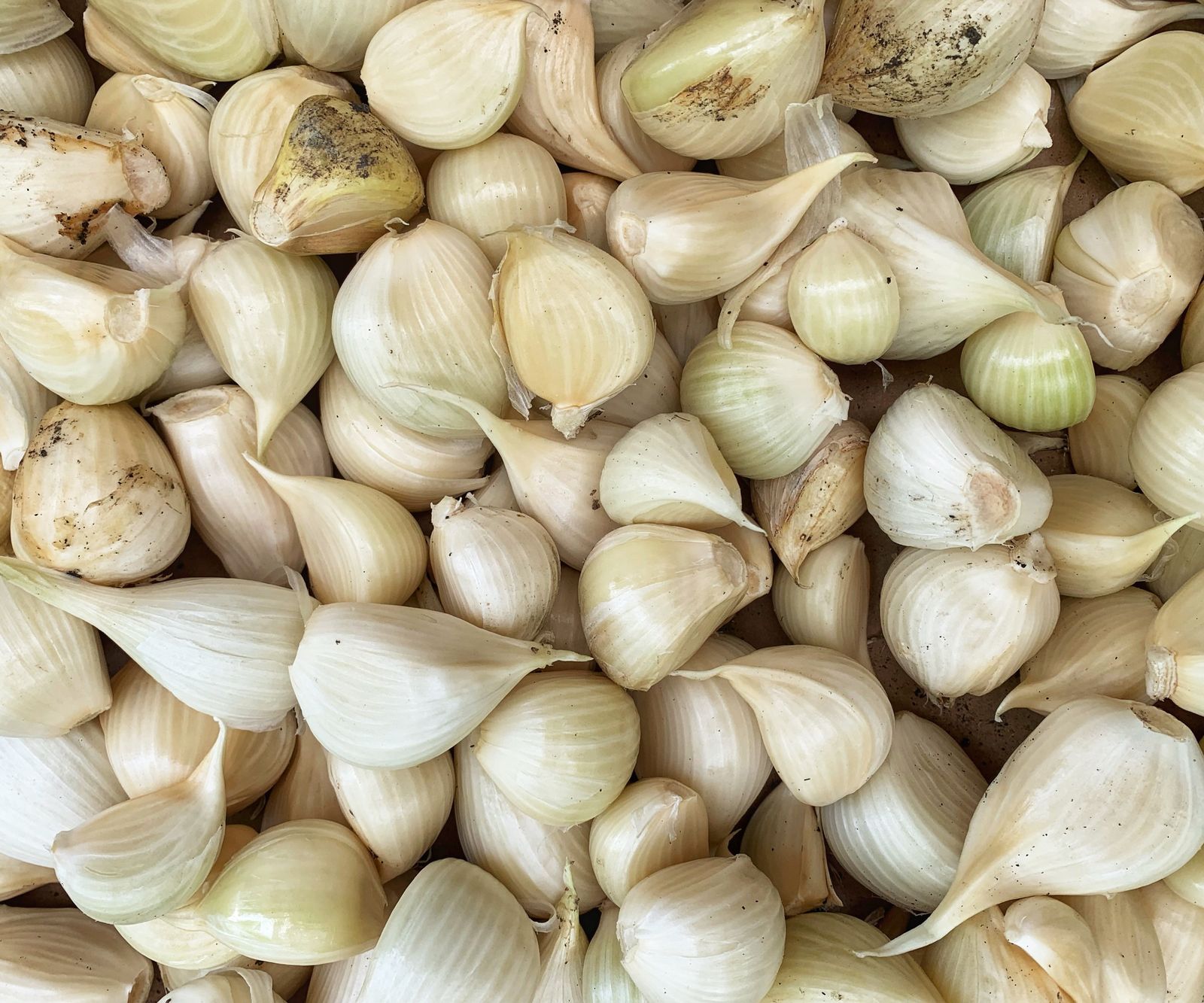 How to grow elephant garlic – expert tips for monster bulbs | Homes and ...