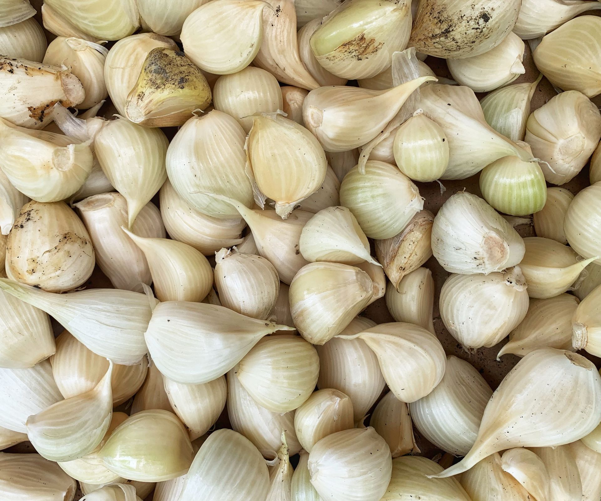 How to grow elephant garlic – expert tips for monster bulbs | Homes and ...