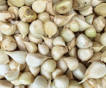 How to grow elephant garlic – expert tips for monster bulbs | Homes and ...