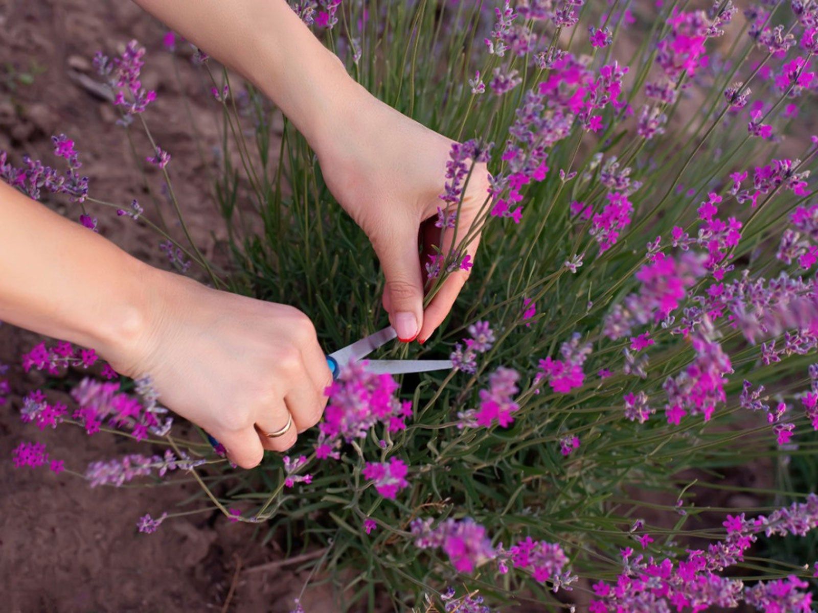 General Herb Pruning – Learn How And When To Prune Herbs | Gardening ...