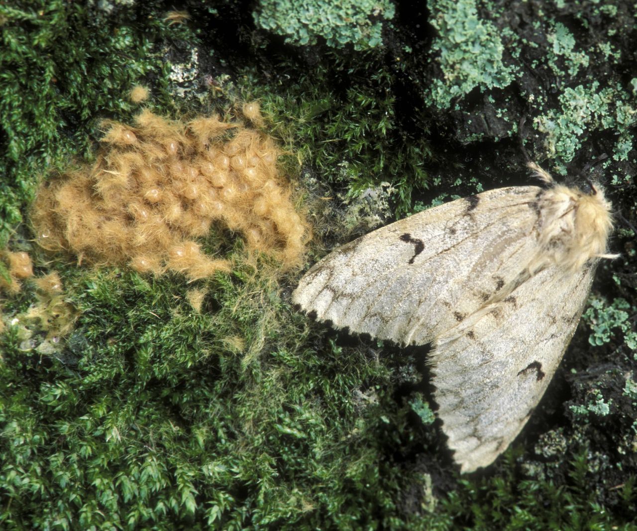 7 signs you have moths in your home: how to avoid damage | Homes and ...