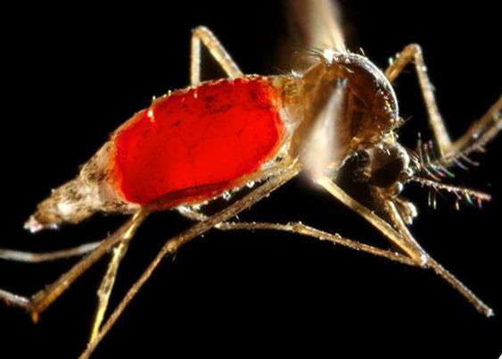 5 Things to Know About Zika Virus | Live Science