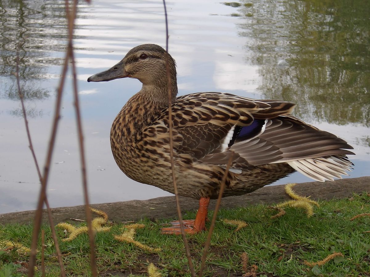 Kodak PIXPRO WPZ2 review | Digital Camera World