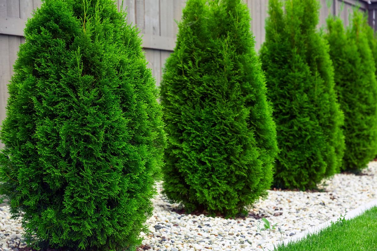 Arborvitae Shrubs And Trees – Common Varieties Of Arborvitae To Grow ...