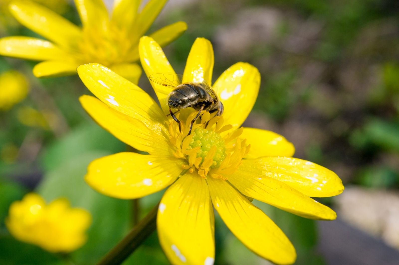 Celandine: The delicate flower, harbinger of spring, which Wordsworth ...