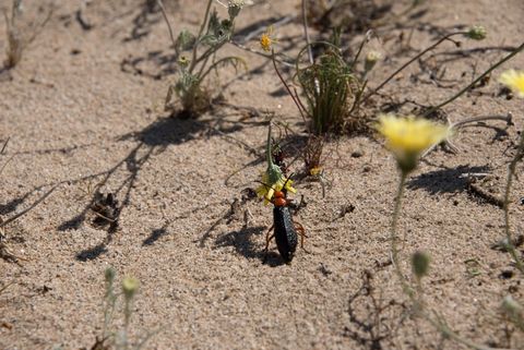 Photos: Amazing Insects of the North American Deserts | Live Science