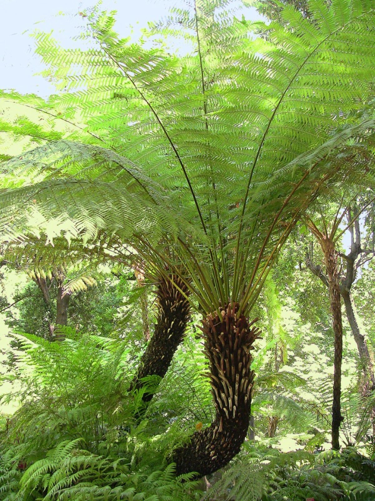 Tree Fern Information - Learn About Growing Conditions For Tree Ferns ...