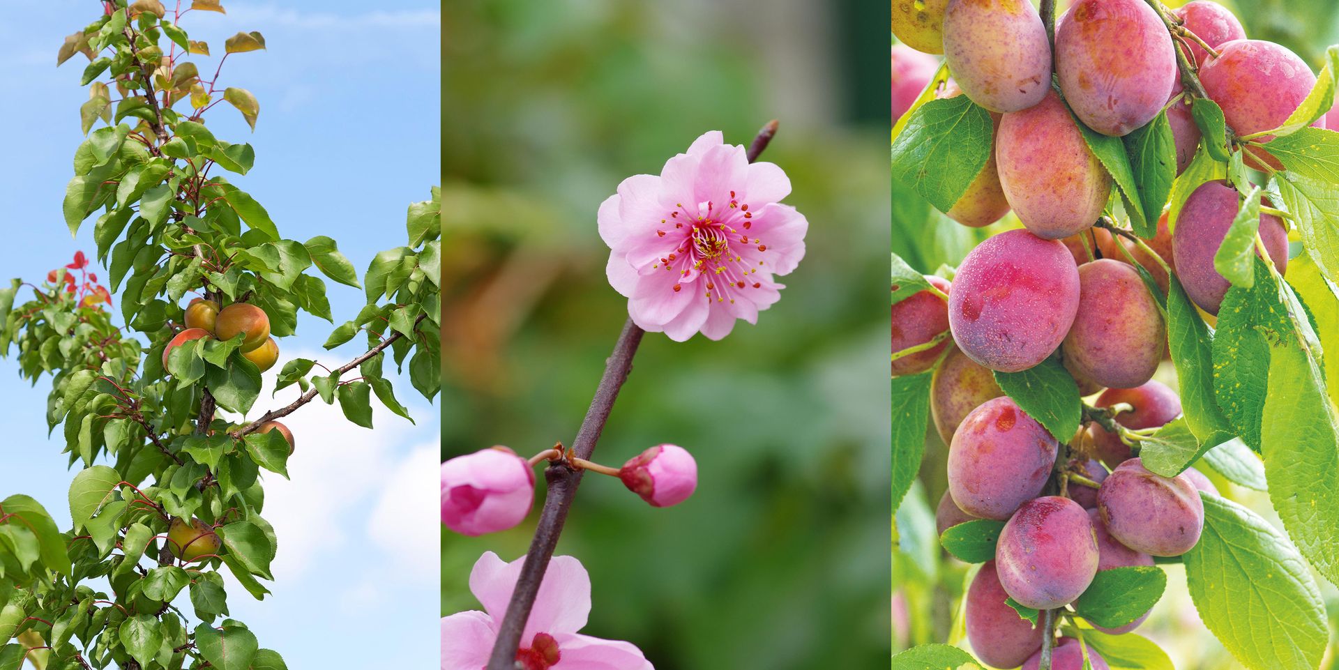 When to plant plum trees for a bumper fruit crop | Homes and Gardens