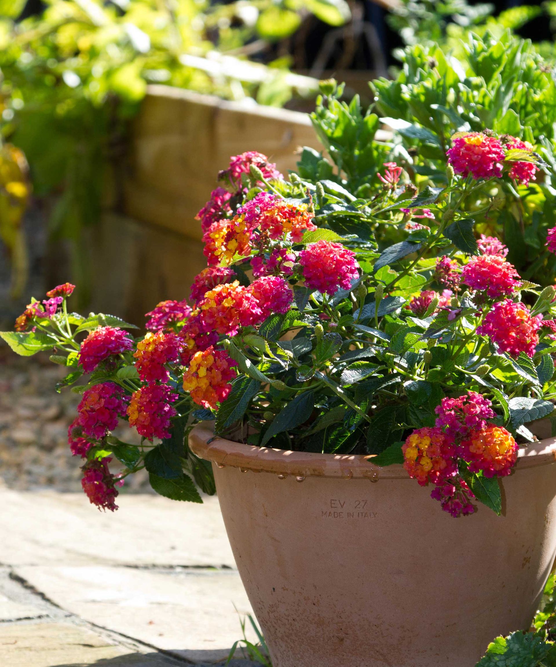 Expert tips for when and how to prune lantana plants | Homes and Gardens