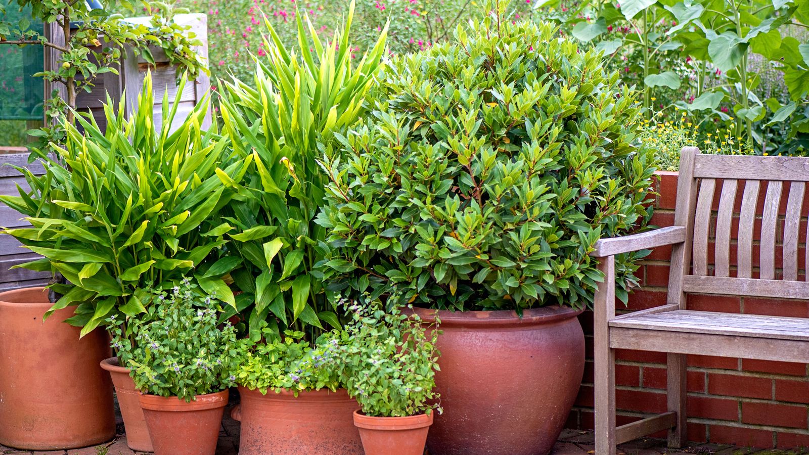 The best low-maintenance plants for pots anyone can master | Ideal Home