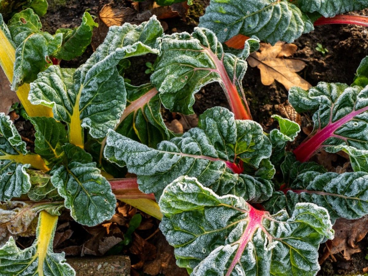 Cold Tolerant Vegetables Ranked From Least To Most Hardy | Gardening ...