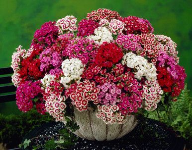 How to grow and care for sweet william | Ideal Home