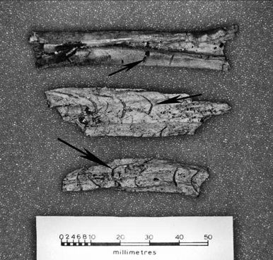 Philip Who? A Gallery of Mystery Bones | Live Science