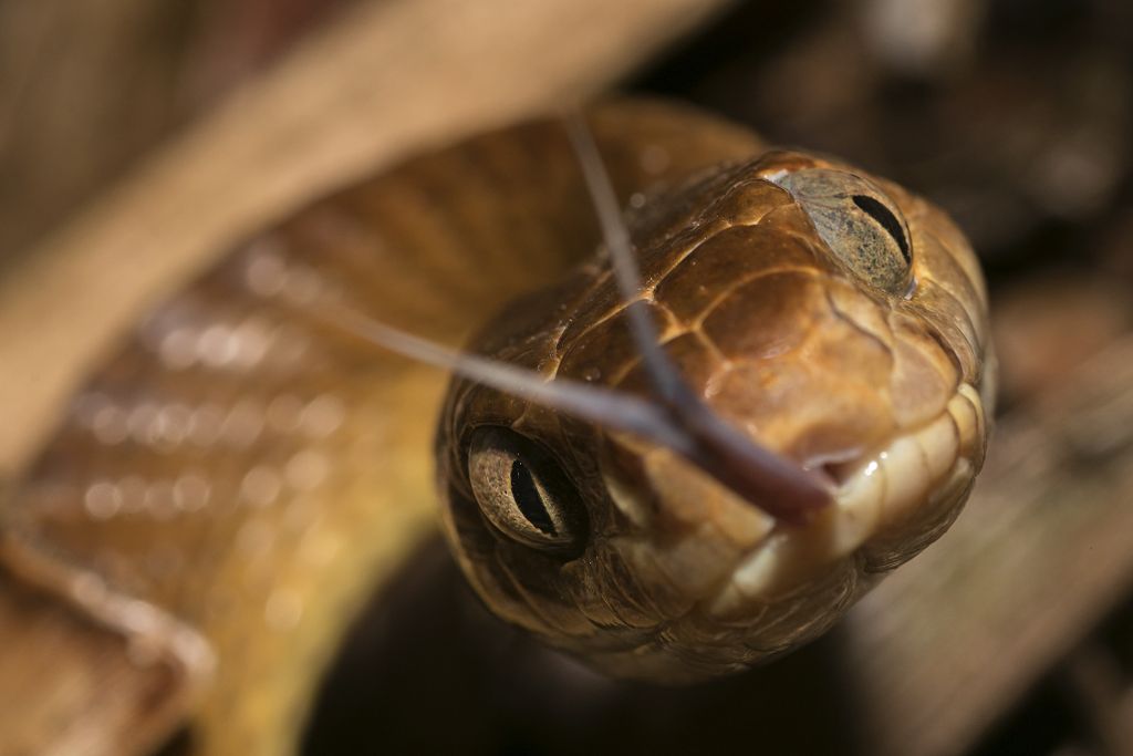 Brown Tree Snake - Boiga irregularis - Carnivora