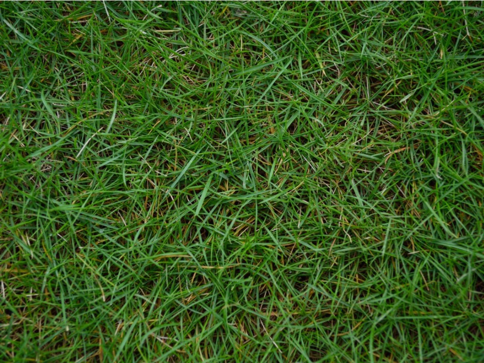Bermuda Grass Care - Tips On How To Grow Bermuda Grass | Gardening Know How