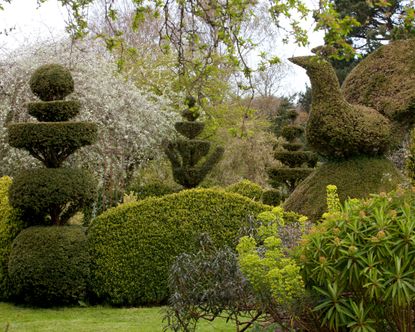 Topiary: 15 ways to use clipped evergreens in gardens | Homes and Gardens