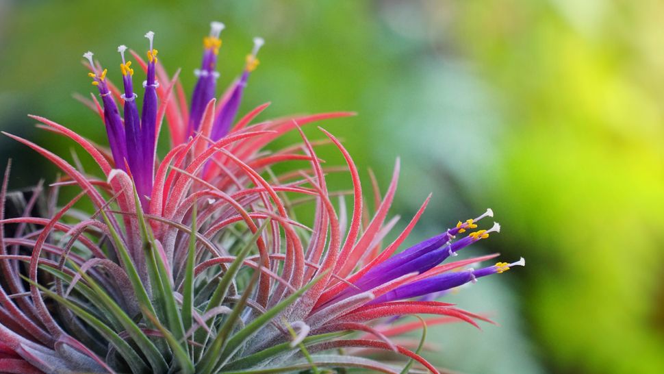 How to care for air plants and help them thrive | Tom's Guide
