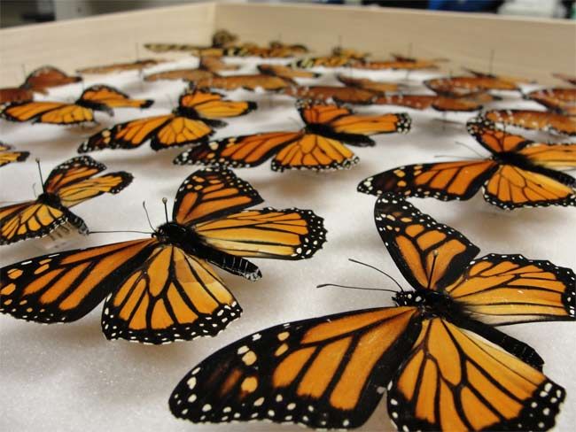 Butterfly Gallery: Beautiful Wings Take Flight | Live Science