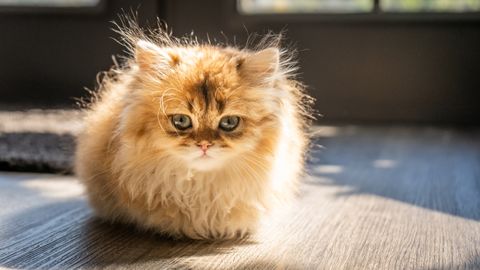 Why do cats loaf? | PetsRadar