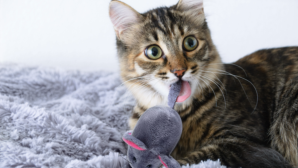 Why does my cat bring me toys and other ‘gifts’? | PetsRadar