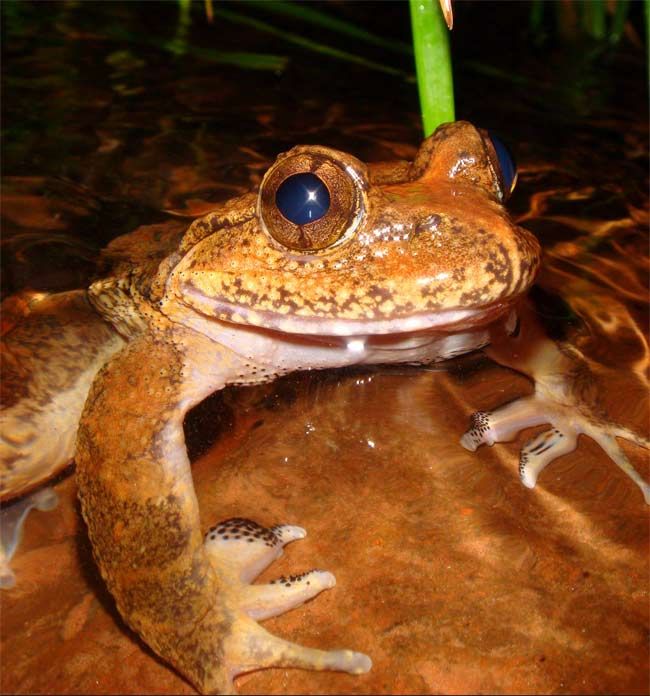 40 Freaky Frog Photos | Images of Frogs | Amphibian Pictures: Page 4 ...