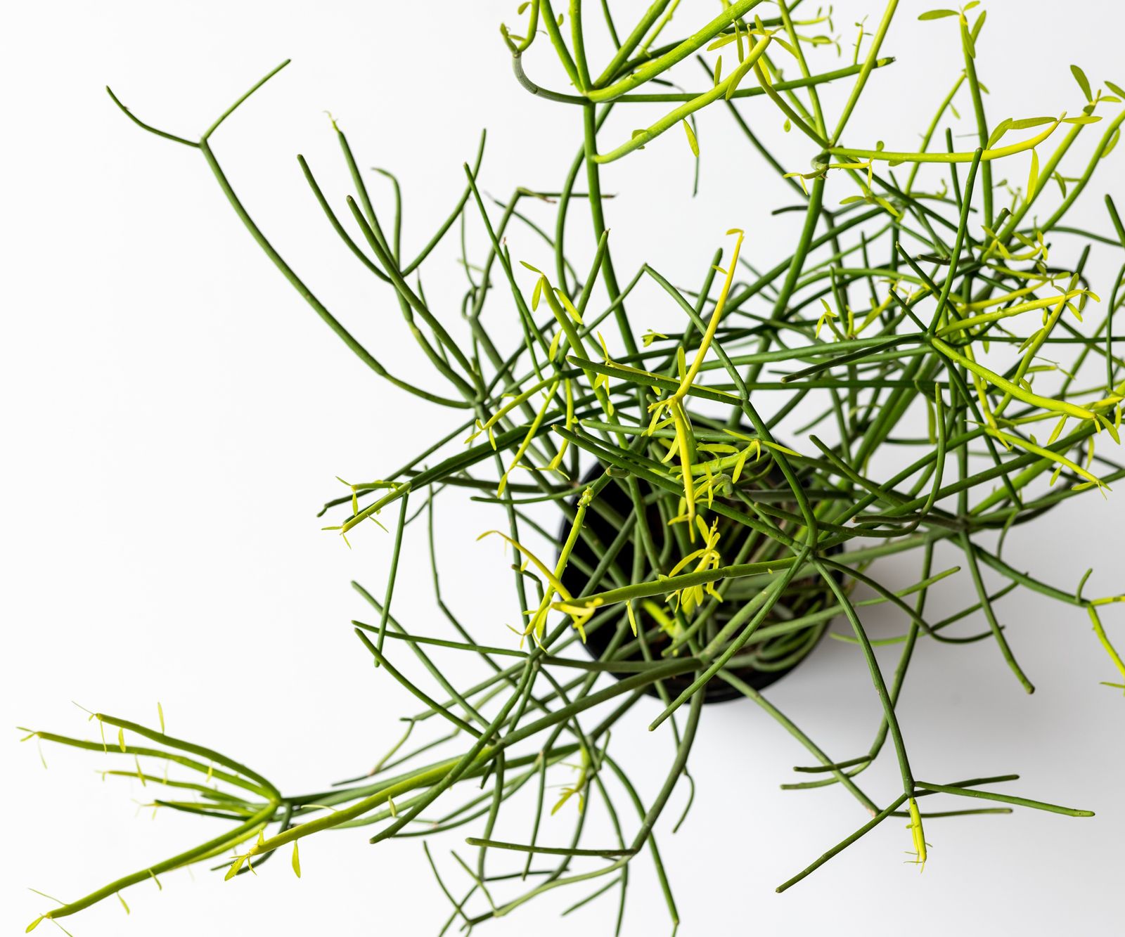 How to propagate a pencil cactus: a step-by step guide | Homes and Gardens