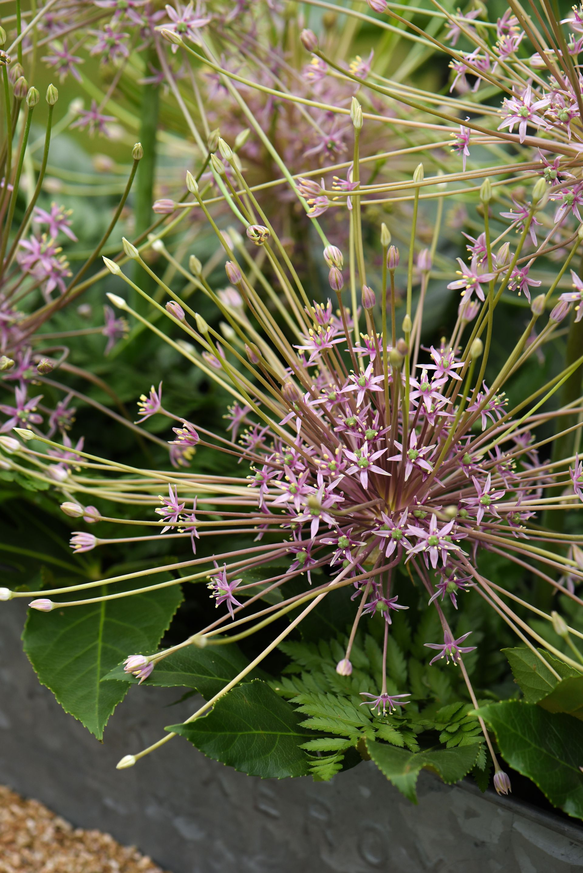 How to plant allium bulbs: expert tips for successful blooms | Gardeningetc