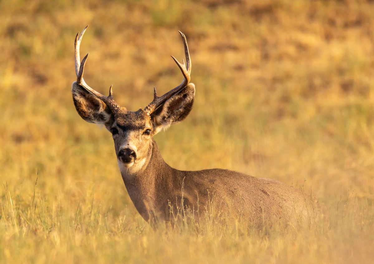Common Animals In Southern Gardens – Learn About Animals Native To ...