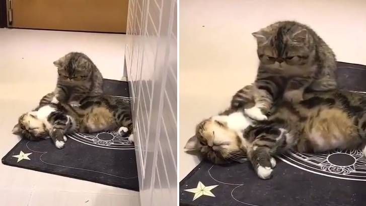 Adorable moment cat massages his fellow feline friend goes viral ...