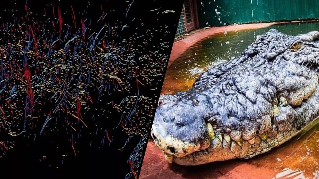 Science news this week: Crocodile mysteries and spindles in space ...
