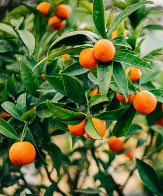 Fertilizer Spikes Are the Secret to Thriving Citrus Trees | Homes and ...