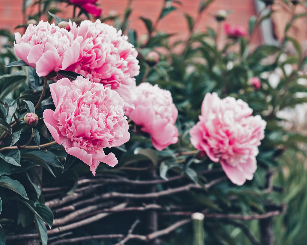 How To Support Peonies: Keep Flowers From Falling Over | Gardening Know How