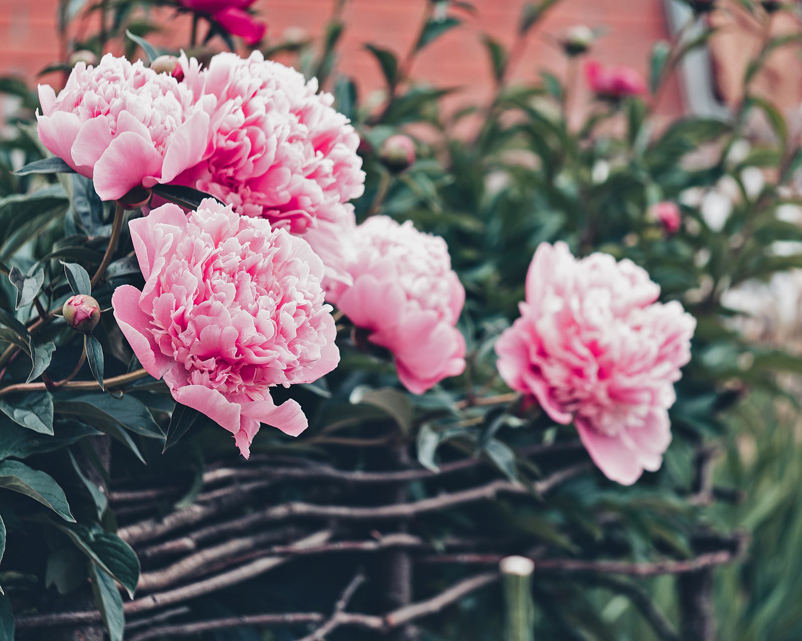 How To Support Peonies: Keep Flowers From Falling Over | Gardening Know How