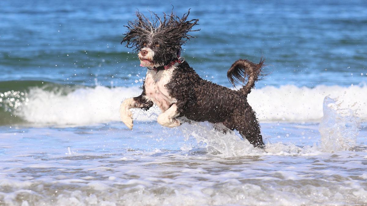 32 dog breeds that are made for swimming | PetsRadar