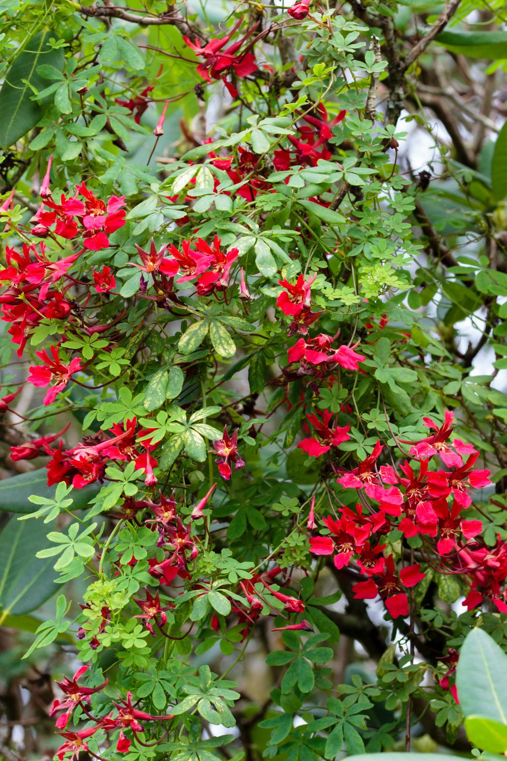 Best flowering climbers: 10 top flowering climbing plants | Homes and ...
