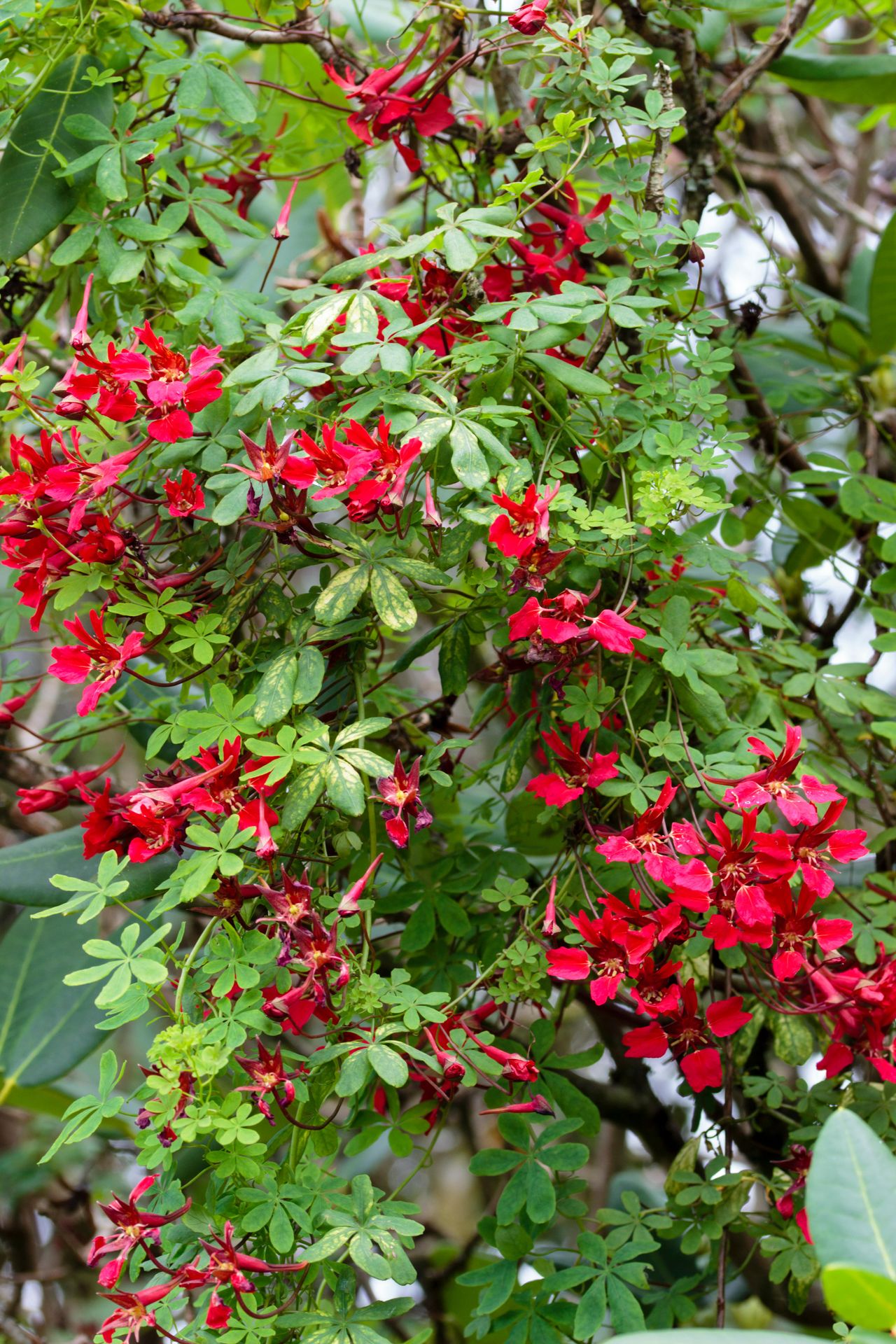 Best flowering climbers: 10 top flowering climbing plants | Homes and ...