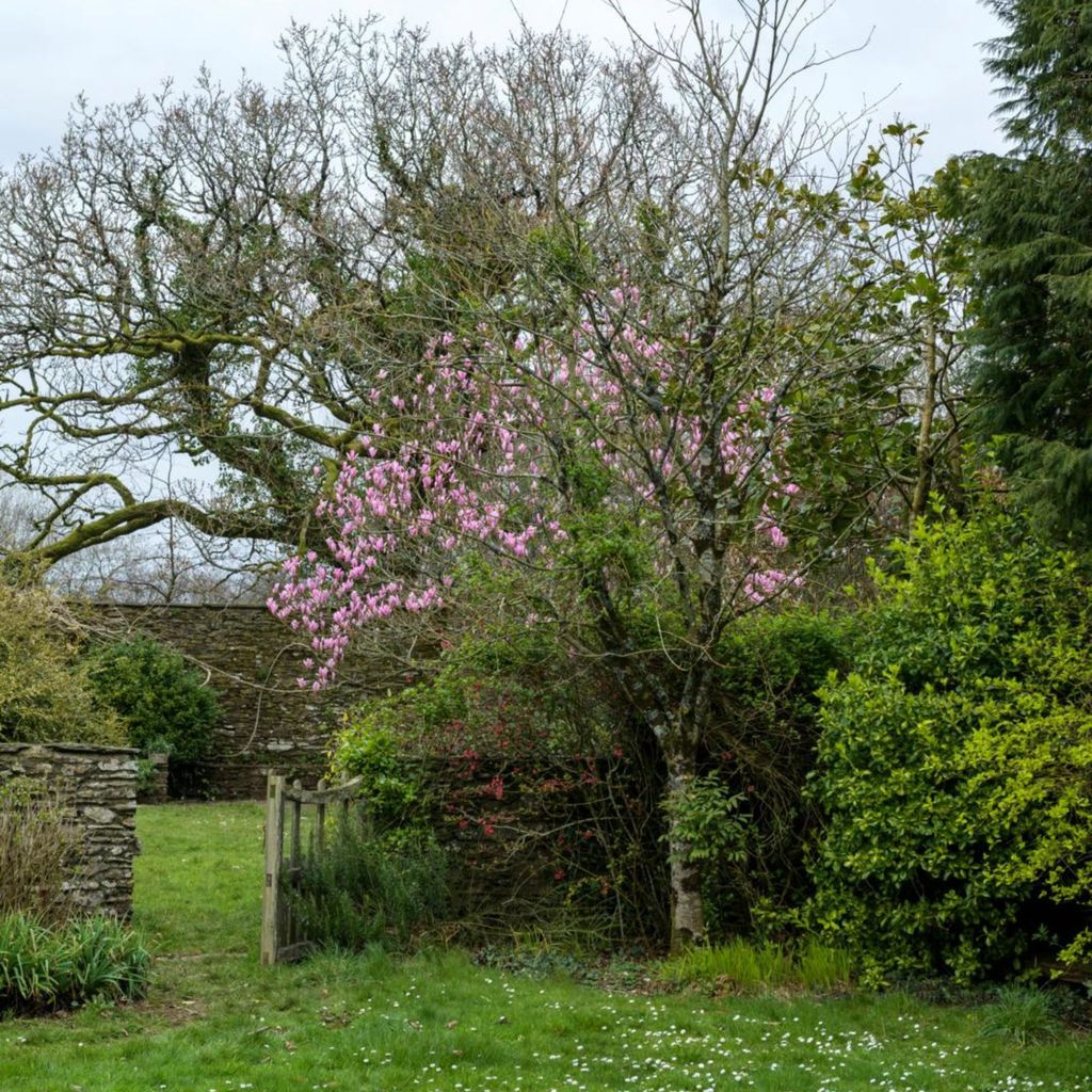 How to plant a magnolia tree this November | Ideal Home